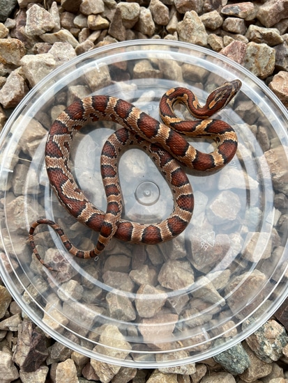 Okeetee Corn Snake by Gorgon Exotics