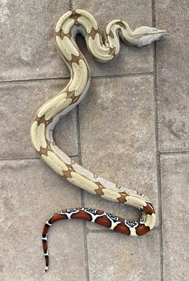 USCBB FLRT Suriname True Red-Tailed Boa Constrictor by Tango Whiskey ...