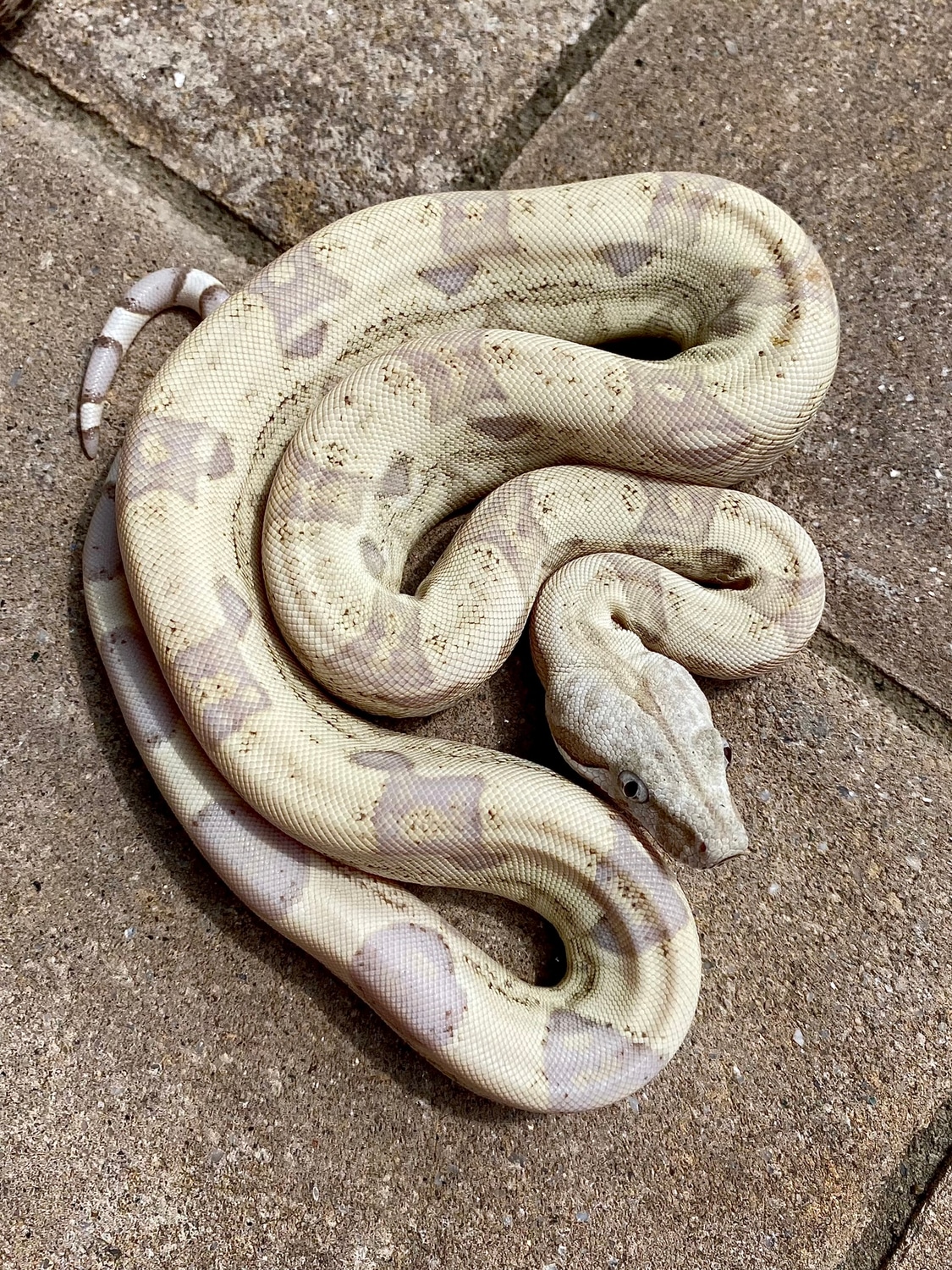 Orangasm VPI Snow Glow Jungle Boa Constrictor by Tango Whiskey Constrictors - MorphMarket
