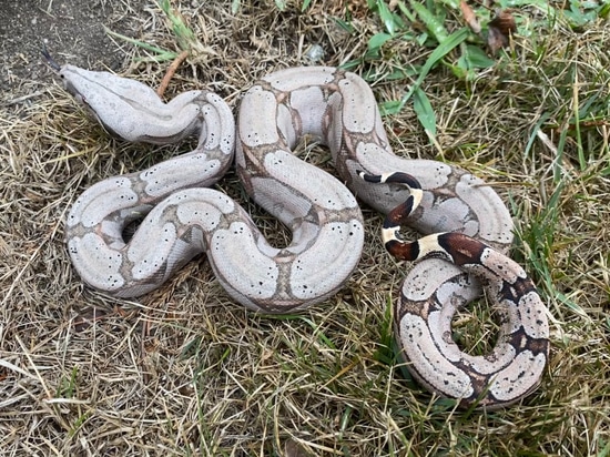 Stunning Bolivian Amarali Short-Tailed Boa Constrictor by Tango Whiskey ...