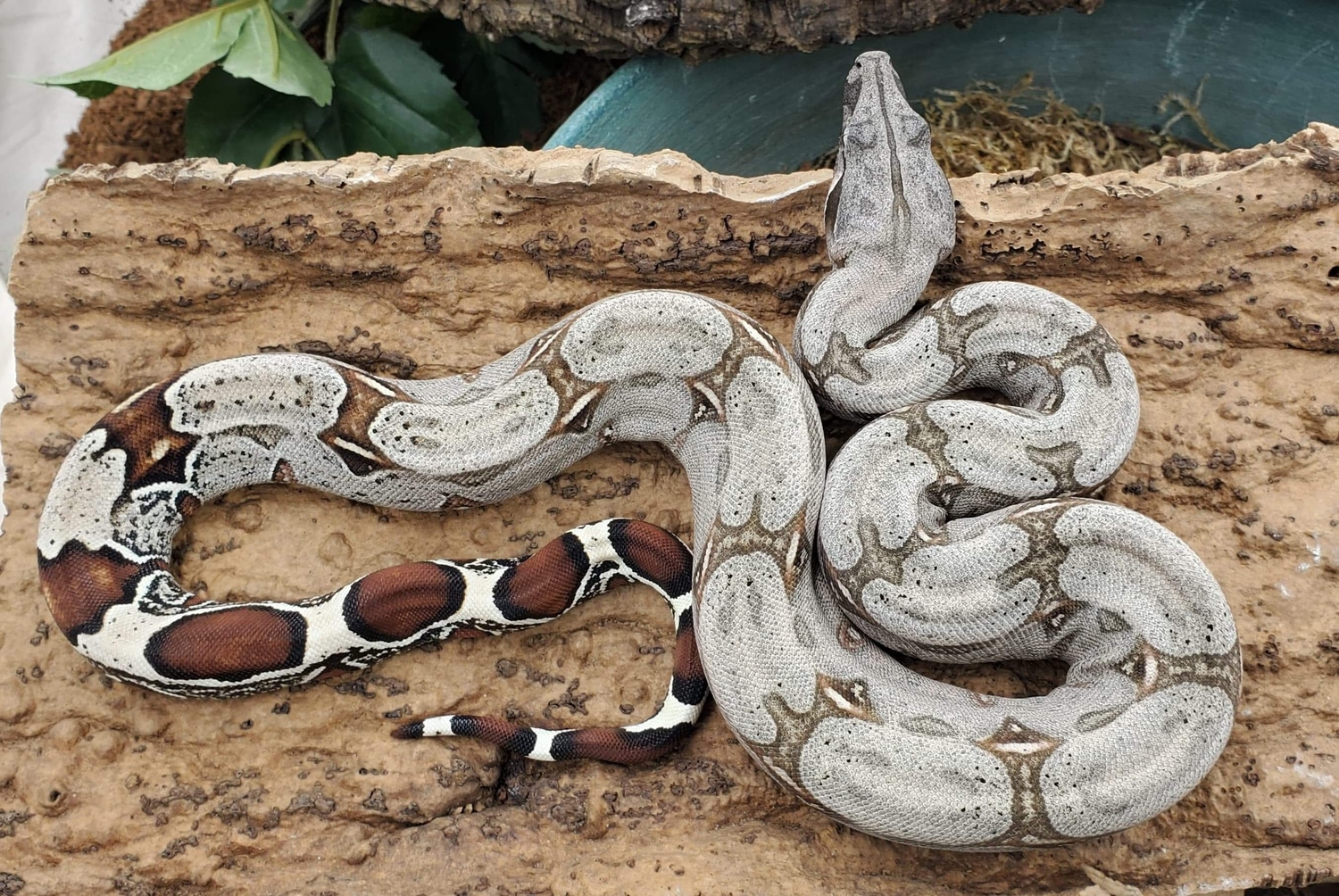 🔥575 Shipped🔥USCBB Suriname Boa True Red-tailed Boa Constrictor by ...