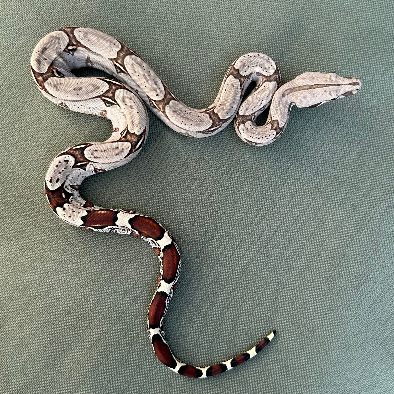 🔥Fire Sale $1k Shipped🔥Pomaville X Boas Peru True Red-tailed Boa ...