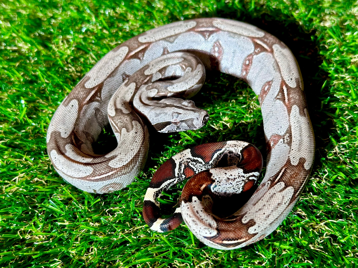USCBB Suriname True Red-tailed Boa Constrictor by Tango Whiskey ...