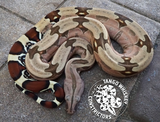 Pure FLRT True Red-Tailed Boa Constrictor by Tango Whiskey Exotics