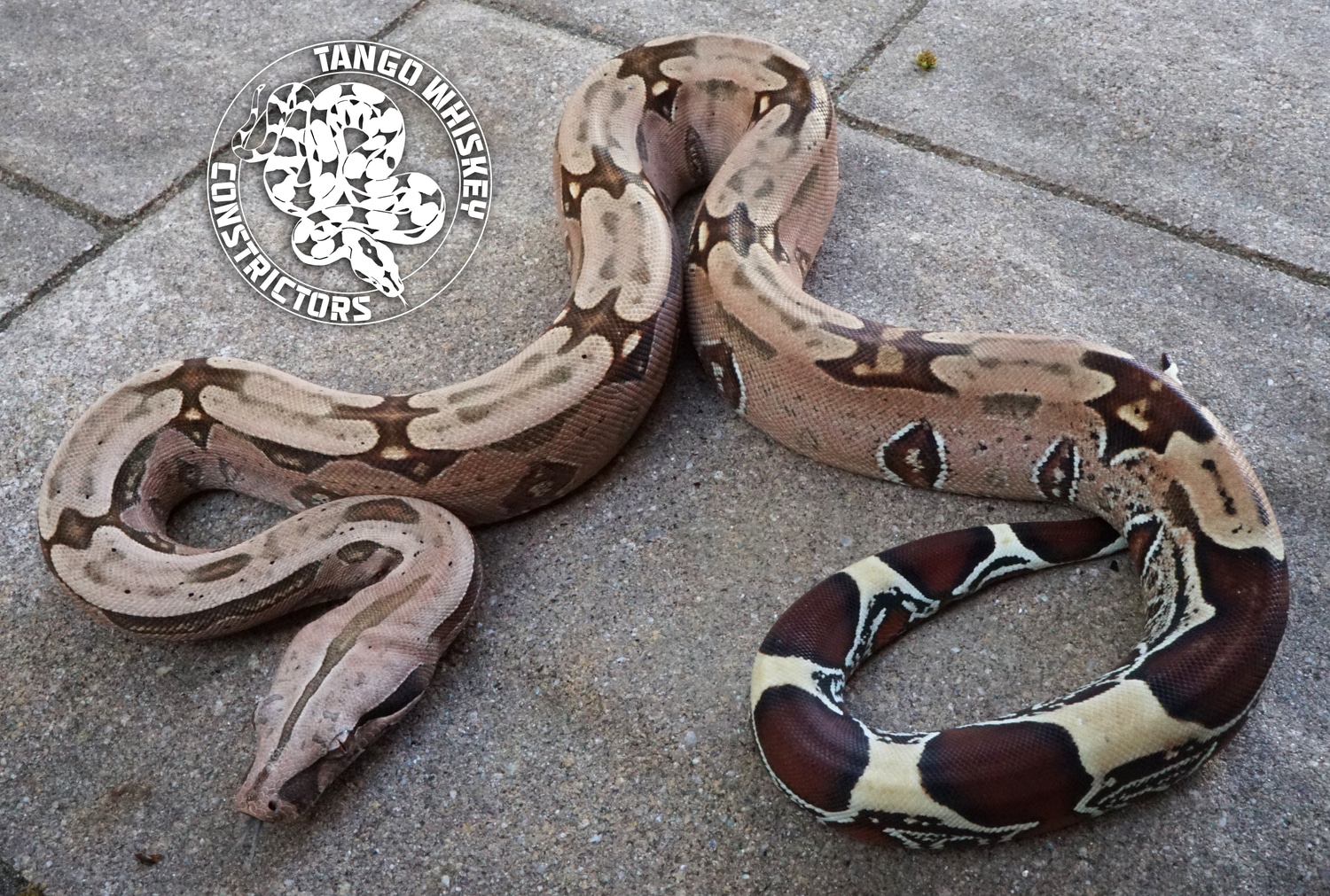 10% Off July 4th Sale! 2021 FLRT Suriname🔥*Free Shipping* True Red ...