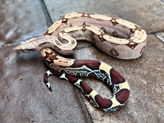 7/11 ONLY $575 Shipped! 2021 FLRT Suriname🔥*Free Shipping* True Red ...