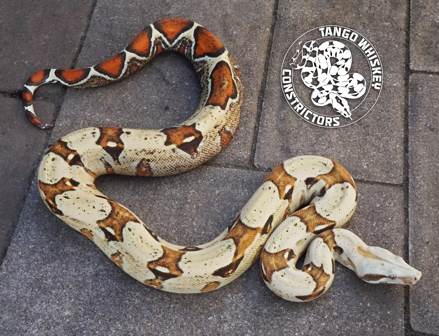 Pink Panther VPI Boa Constrictor by Tango Whiskey Constrictors - MorphMarket