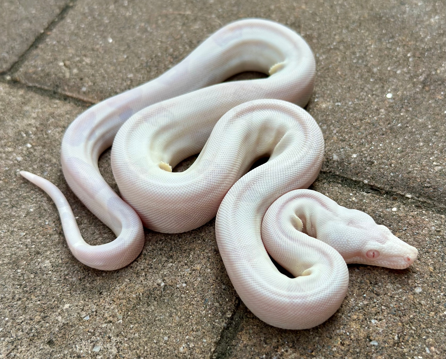 Sharp Snow Fire Boa Constrictor by Tango Whiskey Constrictors - MorphMarket