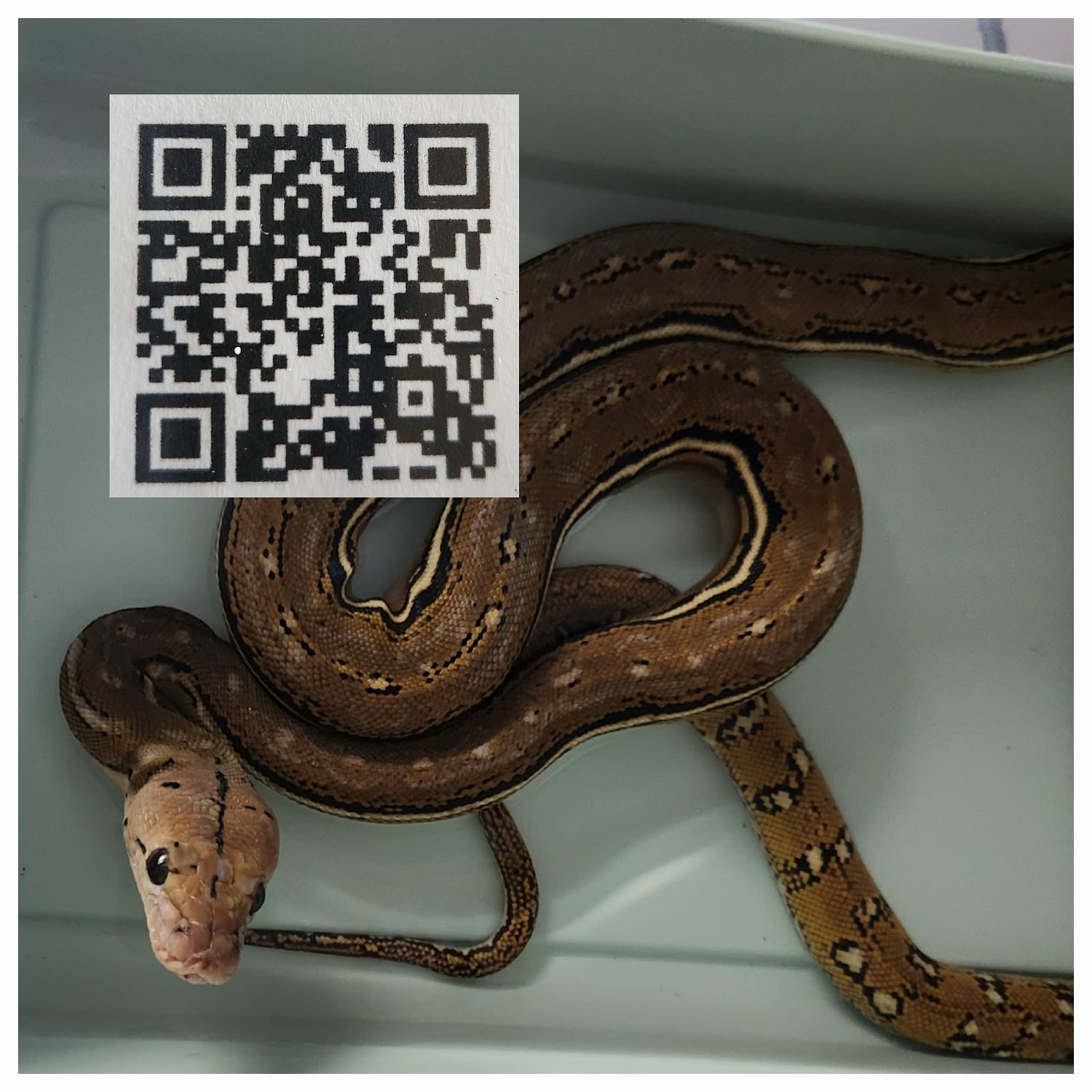 Anthrax Reticulated Python by BAAM Reptiles - MorphMarket