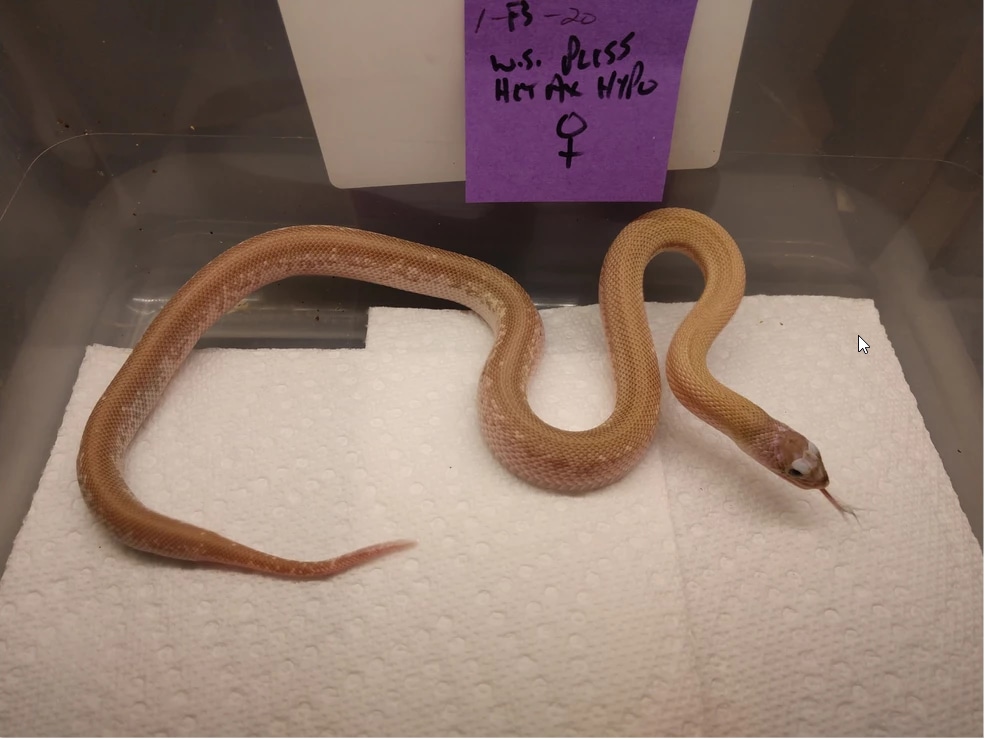 Patternless Whiteside Het Trumbower Hypo Miami Axanthic Bullsnake by ...