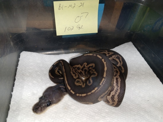 Blackhead Cinnamon Orange Ghost Male Ball Python by TwenSec
