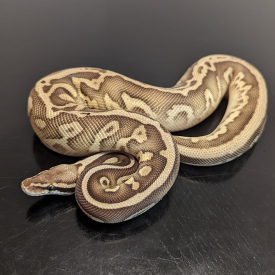Pastel Calico Leopard Het Desert Ghost Ball Python by Baby Daddy Reptiles