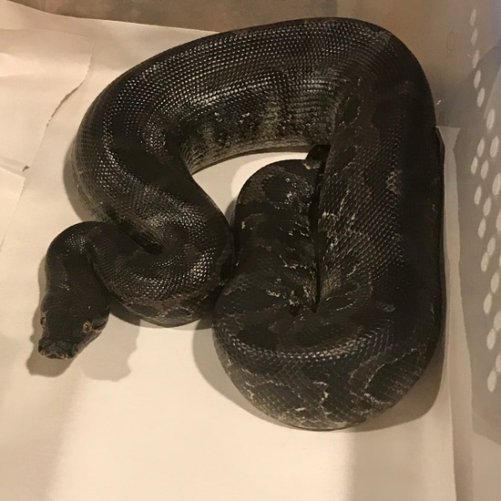 Jet Black 2020 Female Sumatran Short-Tailed Python by Sultan Scales