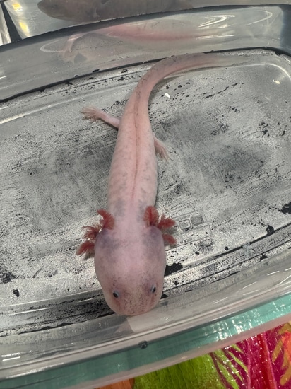 7.5” Pie/dirty Leucistic Blue Gill Female Axolotl - Rehabilitated ...
