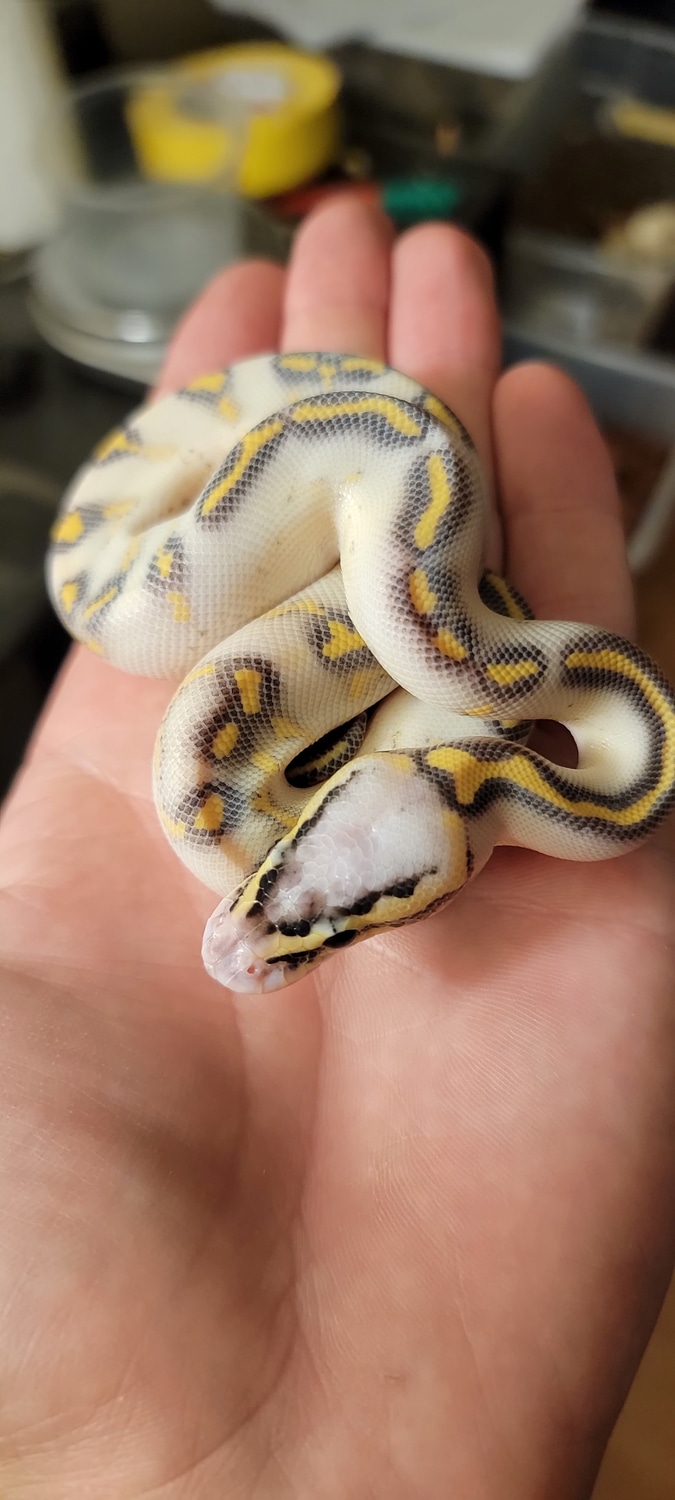 Pastel Highway Ball Python by Twist'd Tails - MorphMarket