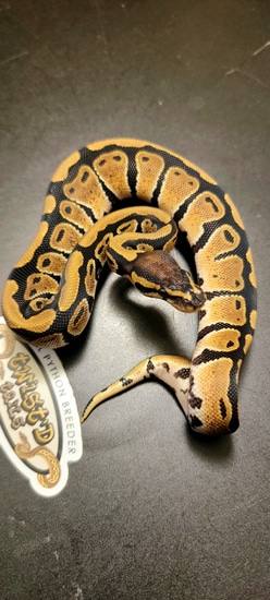 Normal Poss. Lucifer Ball Python by Twist'd Tails