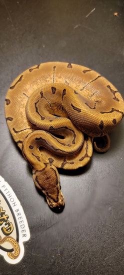 Lucifer Pinstripe Ball Python by Twist'd Tails