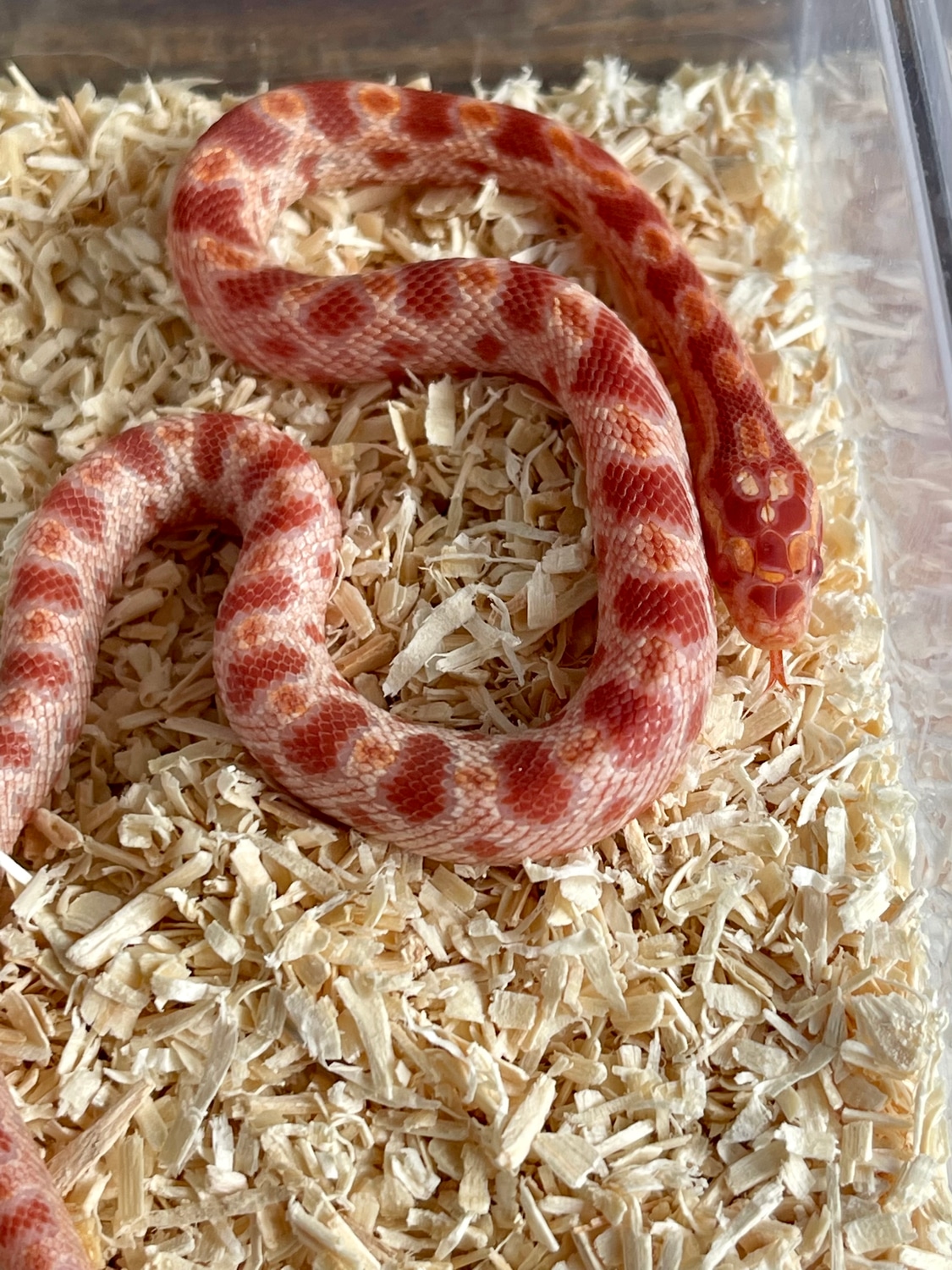 Amelanistic 100% Het Anerythristic Pos Het Hypo Corn Snake by Twisted ...