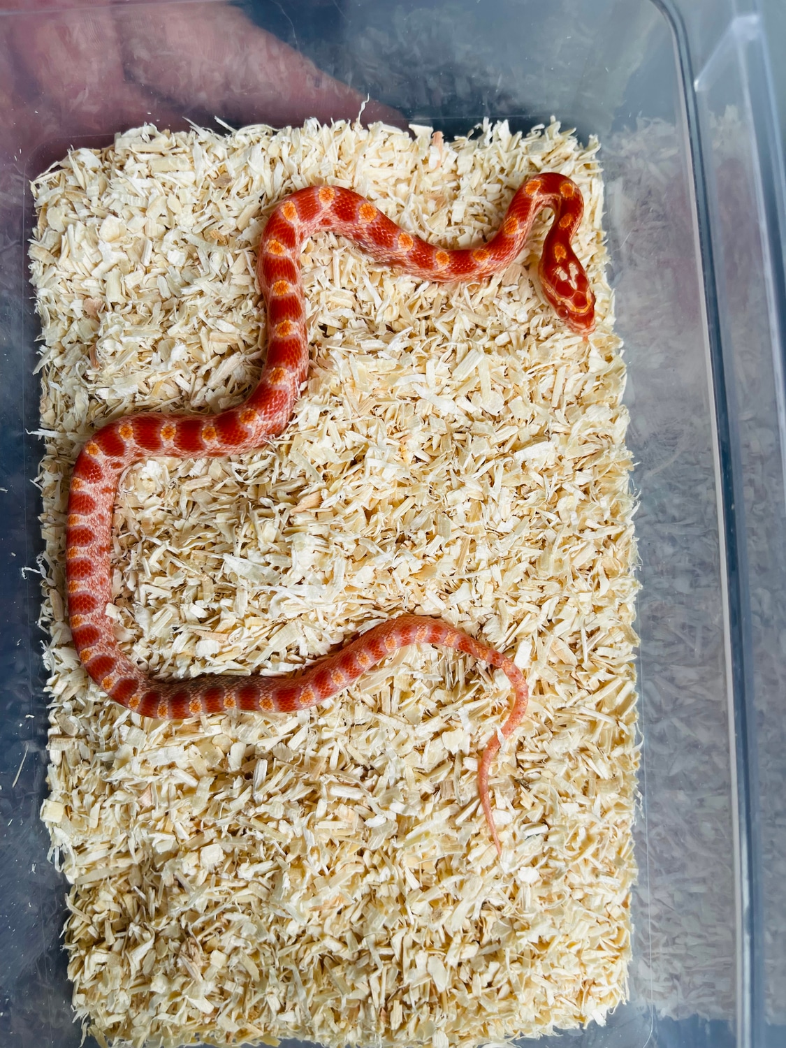 Amelanistic 100% Het Anerythristic Pos Het Hypo Corn Snake by Twisted ...