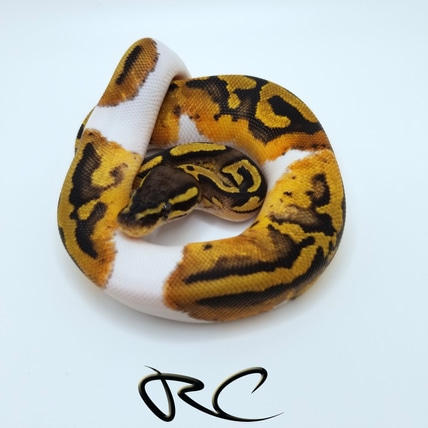 RC Pythons - MorphMarket