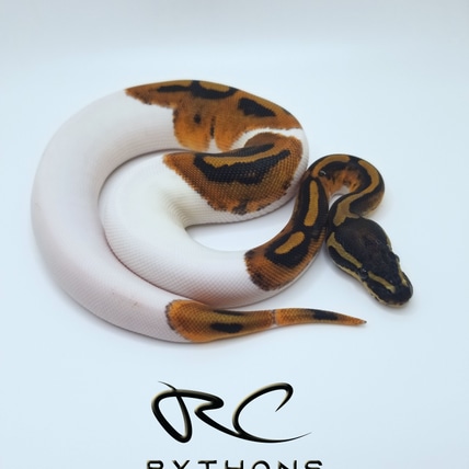 RC Pythons - MorphMarket
