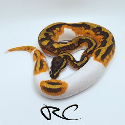 RC Pythons - MorphMarket