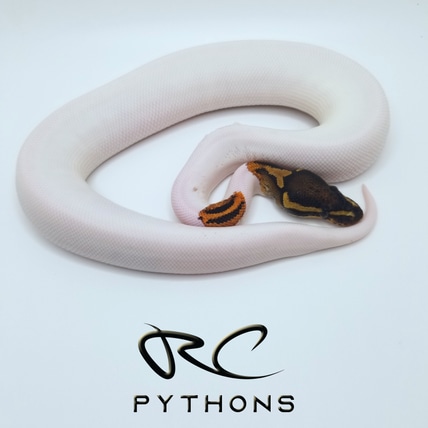 RC Pythons - MorphMarket