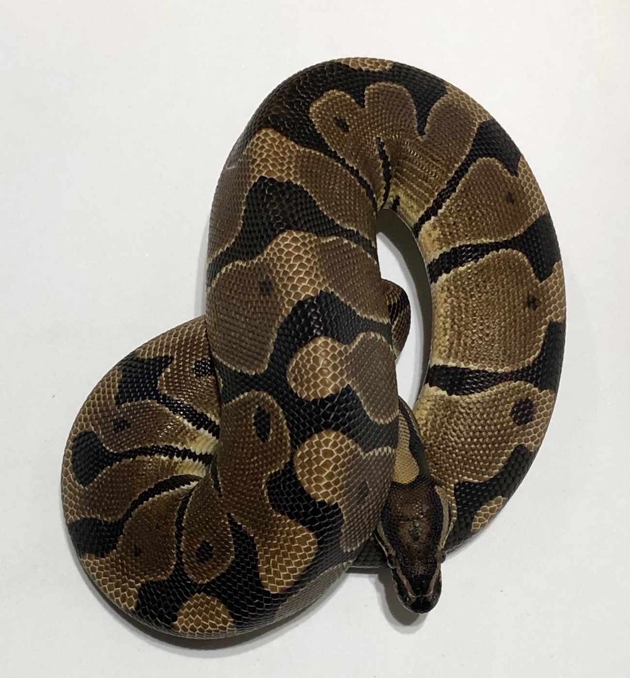 Scaleless Head 100% Het Albino 50% Het Pied Ball Python by Twisted ...