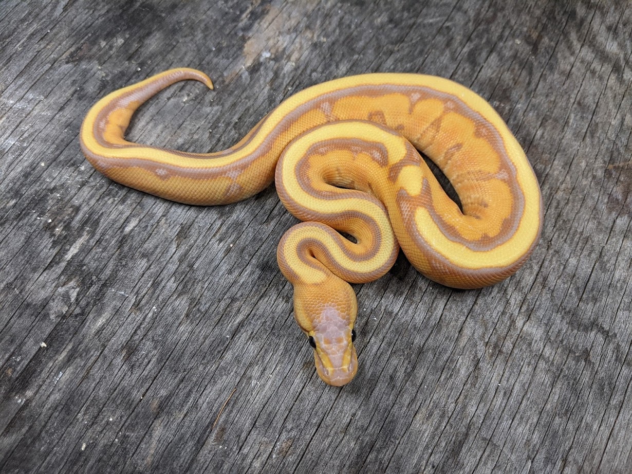 Banana Genetic Stripe Ball Python by Twisted Ambition Reptiles ...