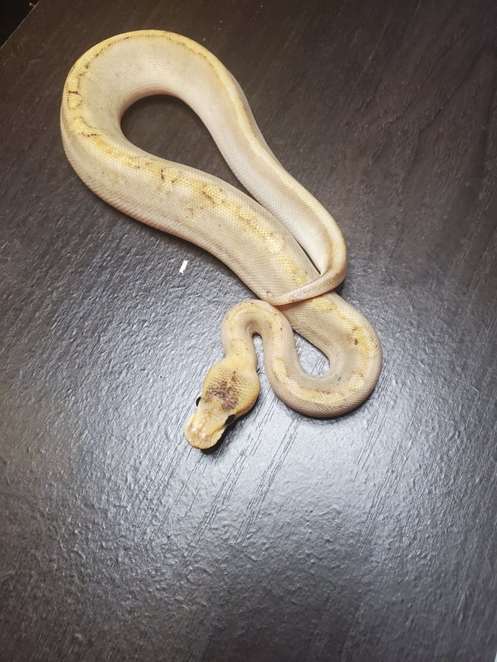 Champagne Het Albino Ball Python by Twisted Brothers Exotics - MorphMarket