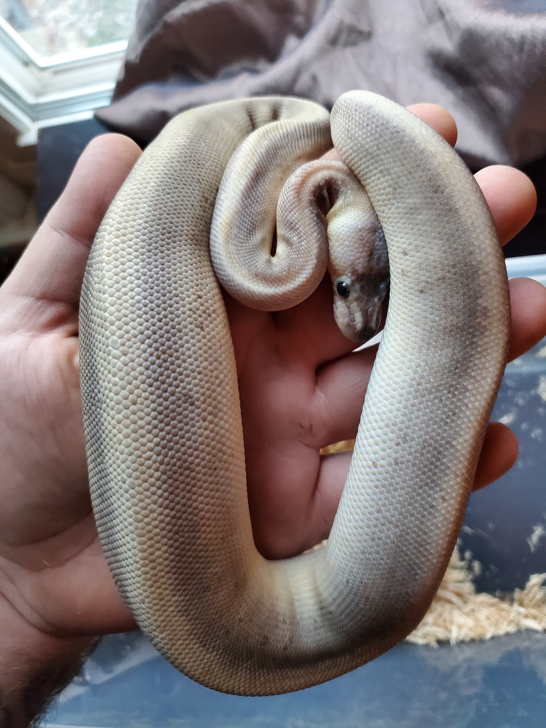 Silverstreak Mahogany Pinstripe Pos Het Albino Ball Python by Twisted ...