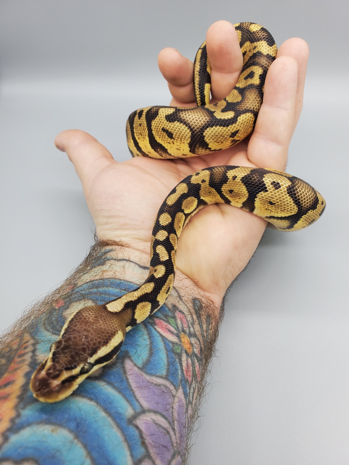Pastel Mahogany Ball Python by Twisted Brothers Exotics - MorphMarket