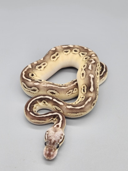 Black Pewter Bongo Lesser Ball Python by Twisted Brothers Exotics