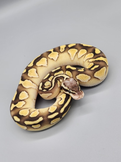 Pastel Bongo Lesser Ball Python by Twisted Brothers Exotics