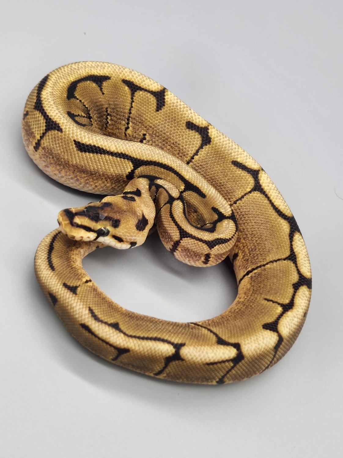 Spider 100% Het Albino Ball Python by Twisted Brothers Exotics ...