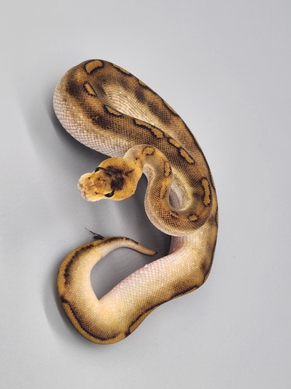 Champagne Het Albino Ball Python by Twisted Brothers Exotics