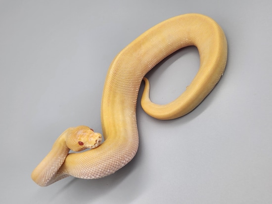 Albino Champagne Ball Python by Twisted Brothers Exotics