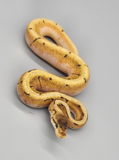 Orange Dream Spinner Ball Python by Twisted Brothers Exotics