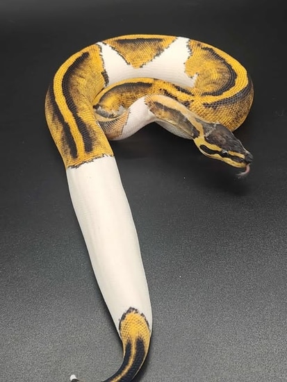 Pied Ball Python by Twisted Brothers Exotics