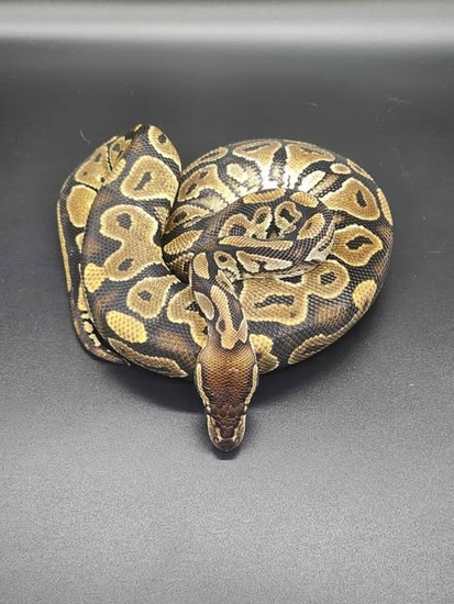 Bongo Ball Python by Twisted Brothers Exotics
