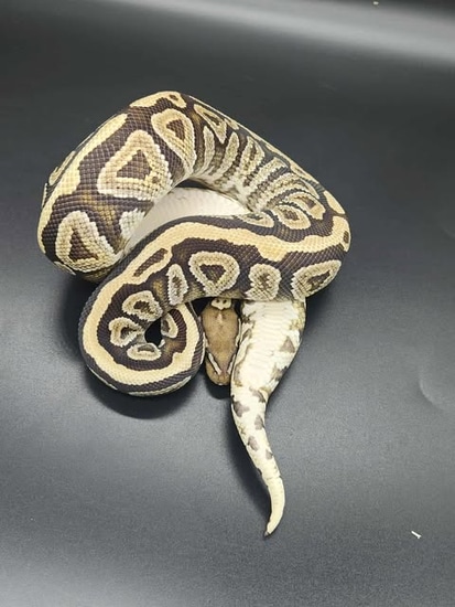 Mojave Het Hypo Ball Python by Twisted Brothers Exotics