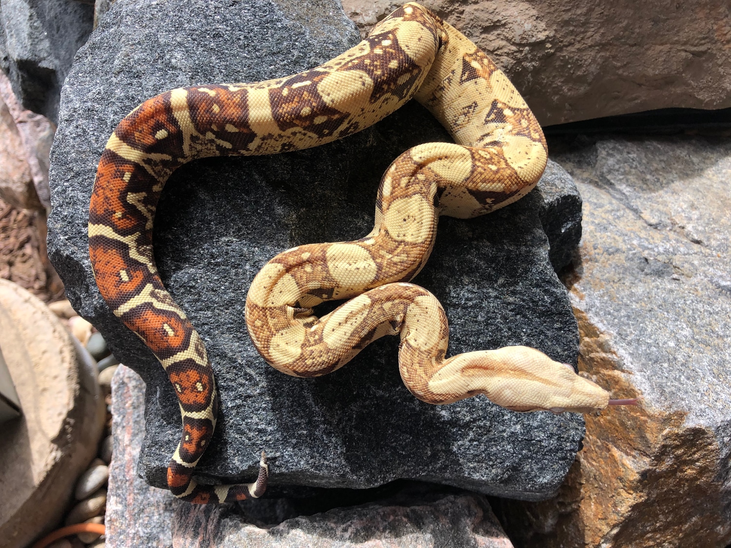 2019 Male VPI T+ Boa Constrictor by Twisted Genetics - MorphMarket