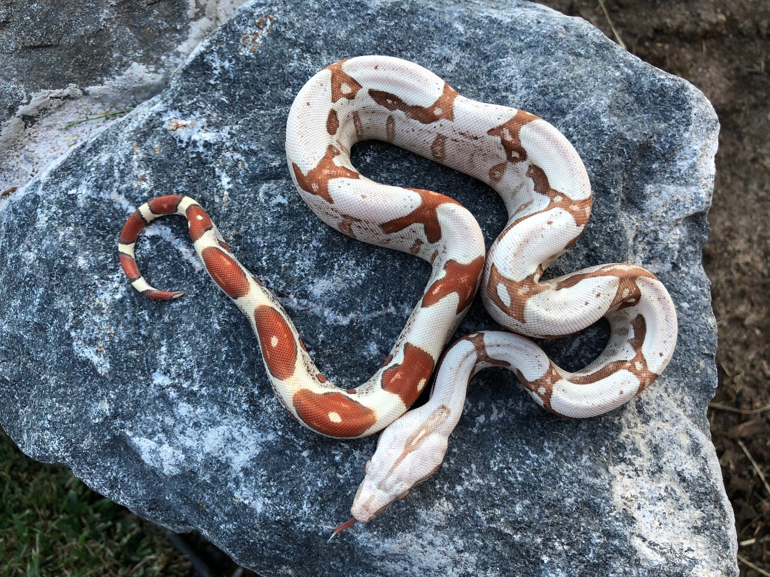 VPI T+ Jungle Boa Constrictor by Twisted Genetics - MorphMarket