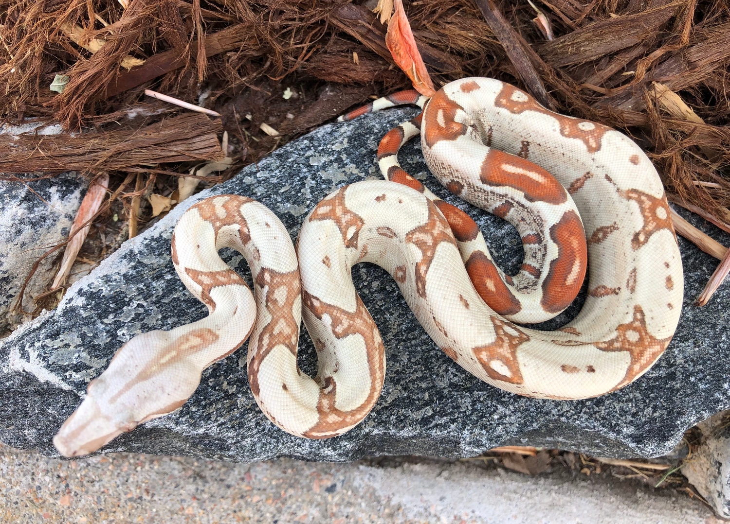 VPI Jungle Boa Constrictor by Twisted Genetics - MorphMarket