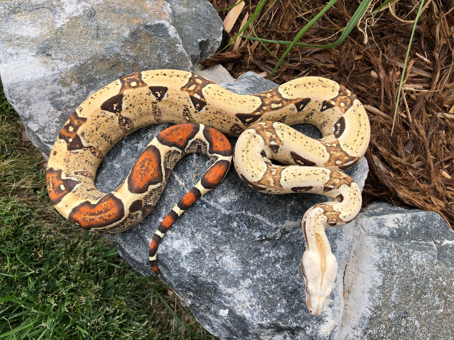 VPI T+ Jungle Boa Constrictor by Twisted Genetics - MorphMarket