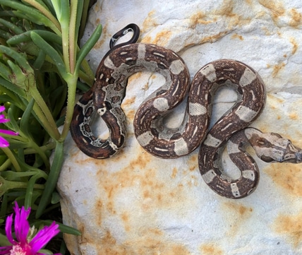 Ghost Het Albino Pos Super Boa Constrictor by Twisted Genetics ...
