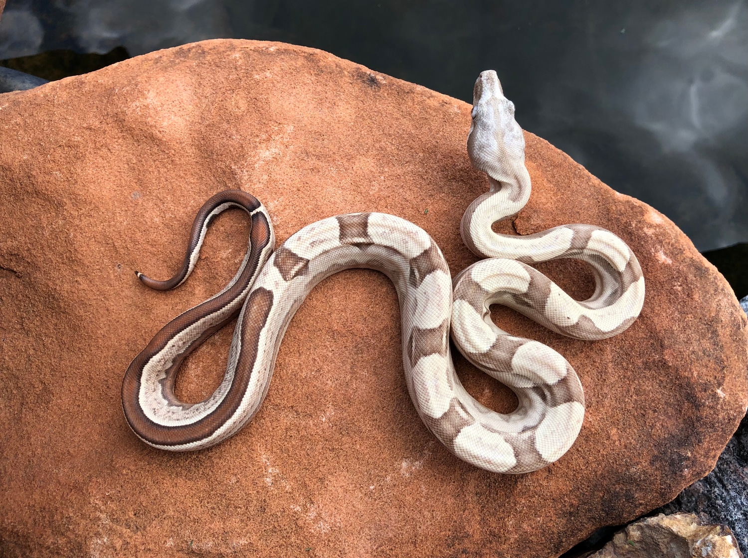 VPI T+ Jungle Motley Boa Constrictor by Twisted Genetics - MorphMarket