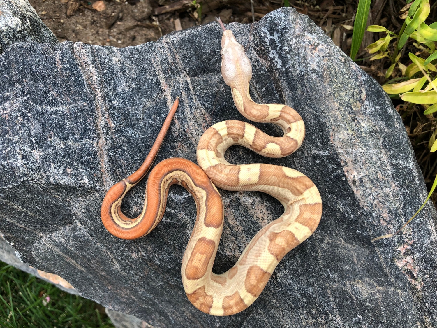 PP VPI Jungle Motley Boa Constrictor by Twisted Genetics - MorphMarket