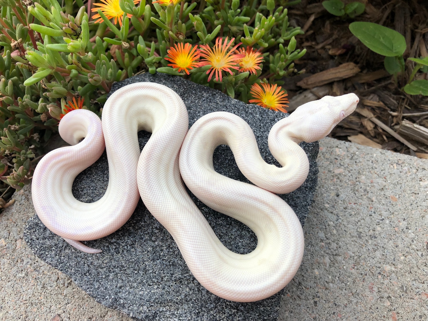 Moonglow Pos Super Boa Constrictor by Twisted Genetics - MorphMarket