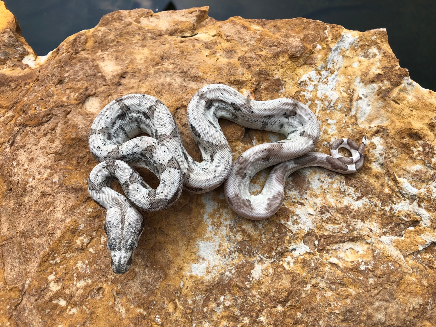 Ghost Het Albino Pos Super Boa Constrictor by Twisted Genetics ...
